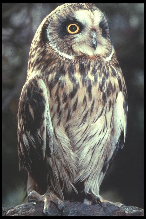 Foto de Múcaro Real, de Encyclopedia of Life - AvesPR.org