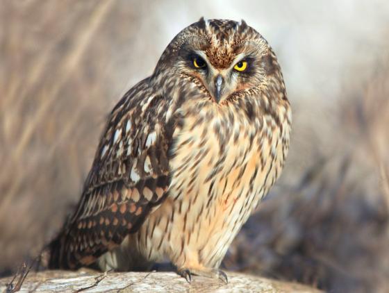 Foto de Múcaro Real, de Encyclopedia of Life - AvesPR.org